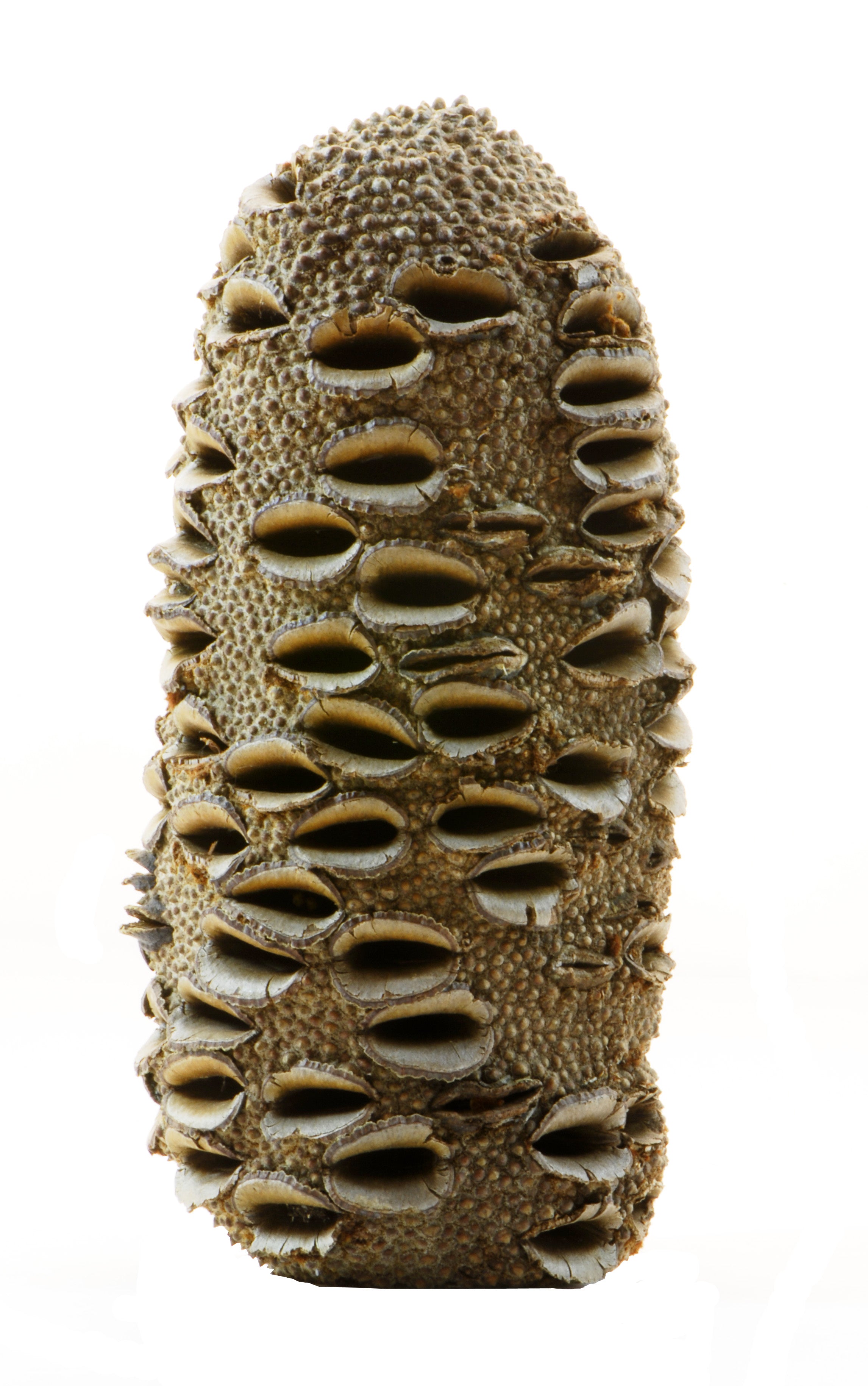Banksia Pod – Clark's Hardwood Lumber Co.